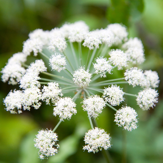 Angelica